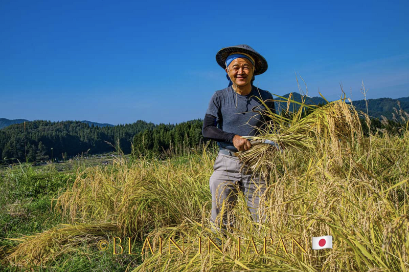 Gallery - Rice Terraces in Niigata Japan | City-Cost