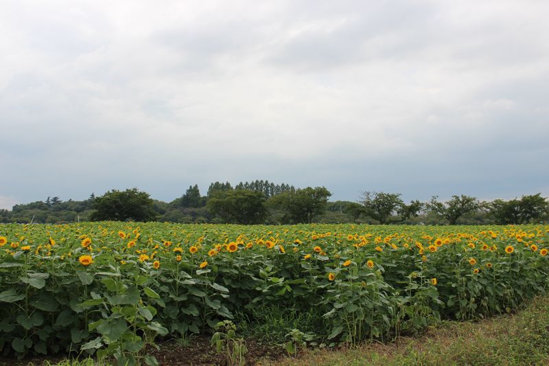 Autumn is here! | City-Cost