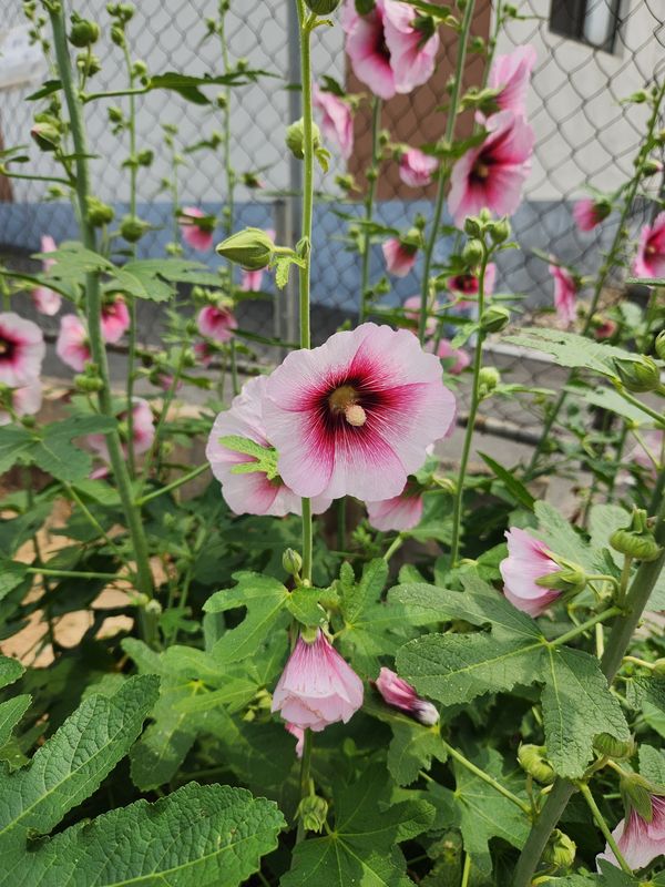 Underrated Flowers Hollyhocks City Cost