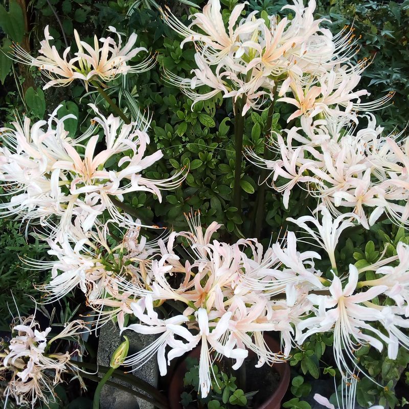 Higanbana Blooming in Time for Mid-Autumn | City-Cost