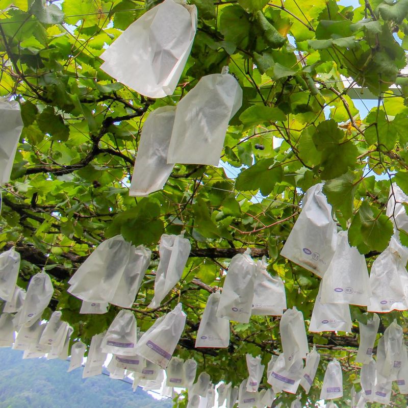 Fall traditions: grape picking | City-Cost