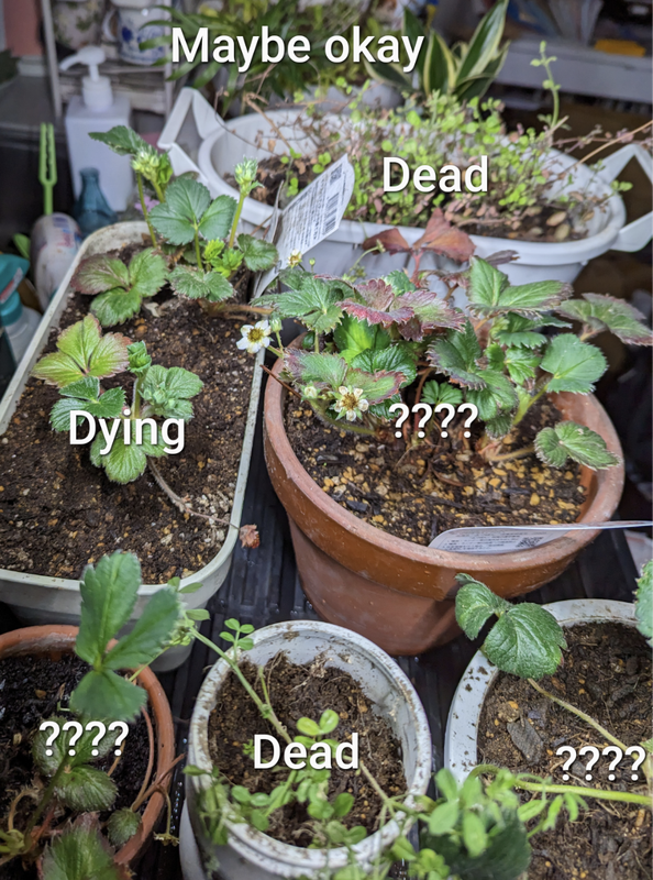 Keeping Plants Alive (Maybe Not?) Part 2 | City-Cost