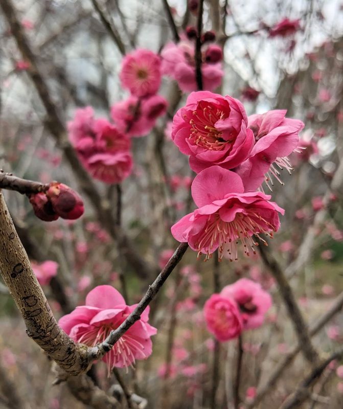 Romantic Japan: Pink Blooms | City-Cost